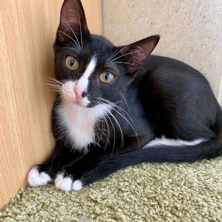 Котик ищет дом