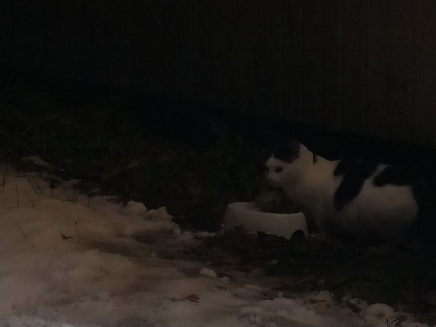 Кошки бесплатно