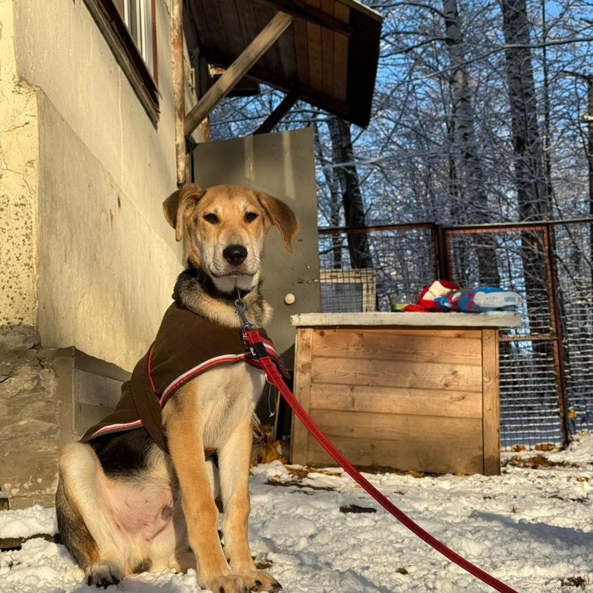 Собака в добрые руки