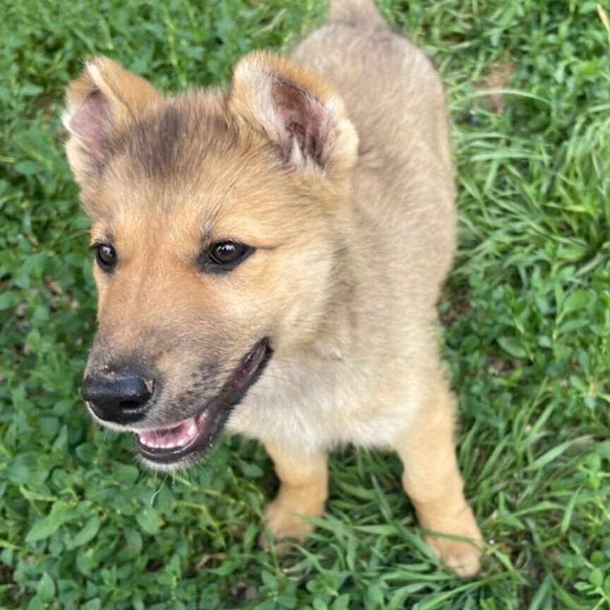 Щенок помесь Алабая