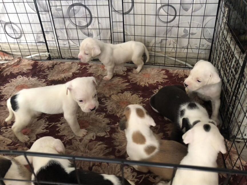 Амстафф щенки