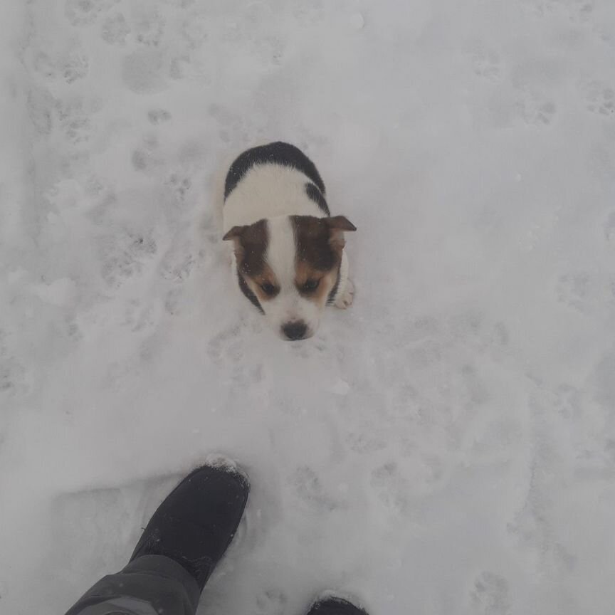 Симпатичные дворяне