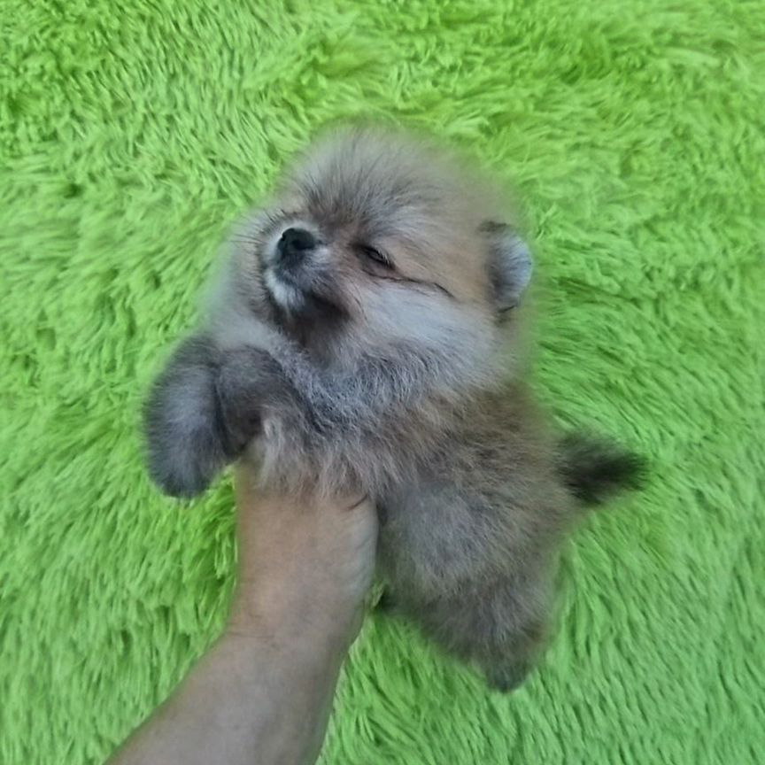 Шпицы-малыши