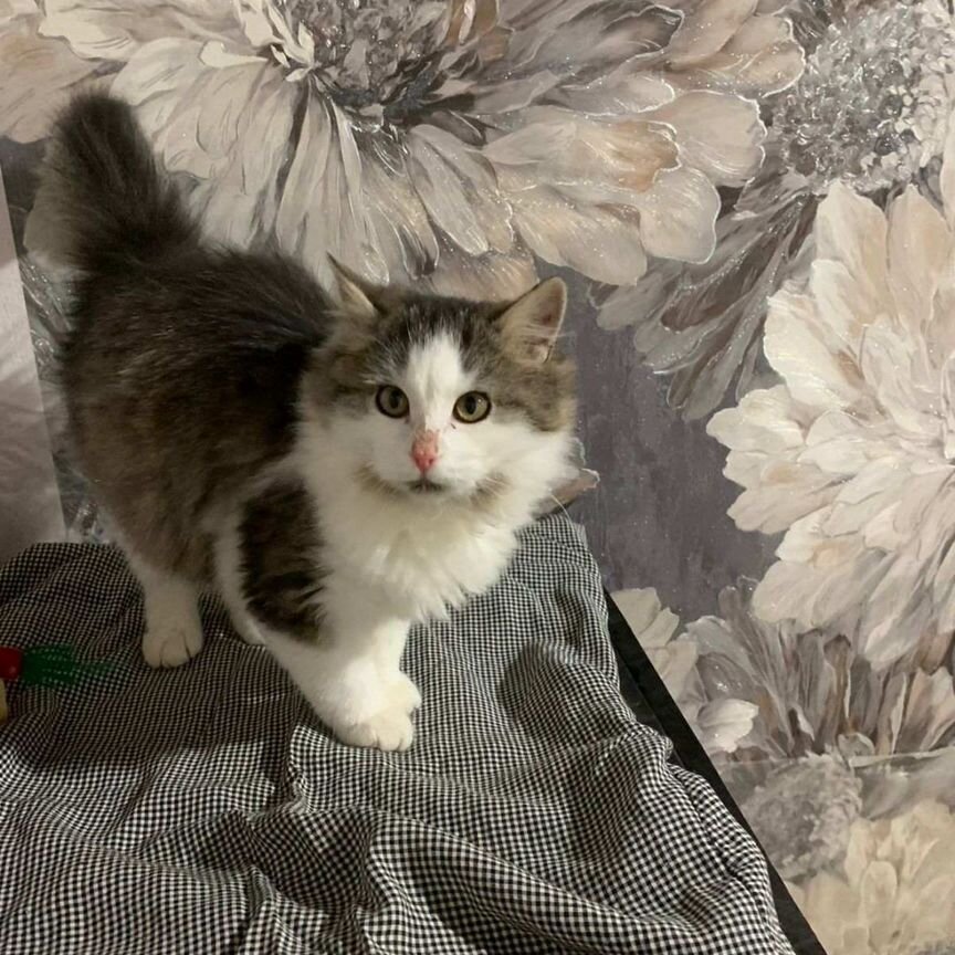 Котята в добрые руки 4 мес