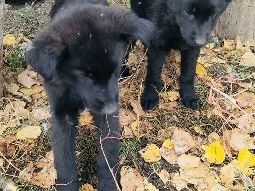 Безумная нежность братика и сестрички. Щенки