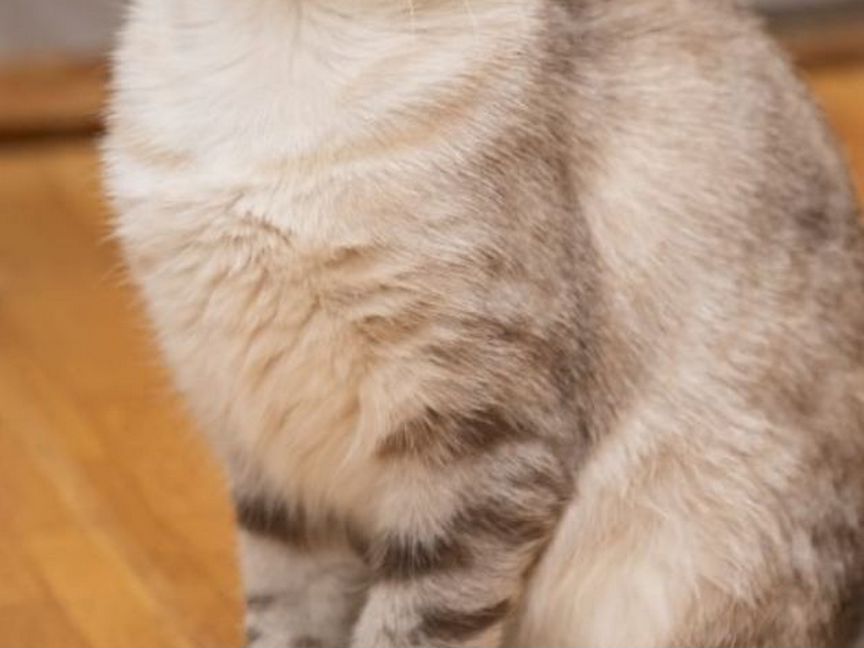 Тайская кошечка в добрые руки