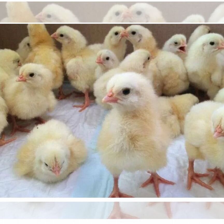 Продажа с/х птиц