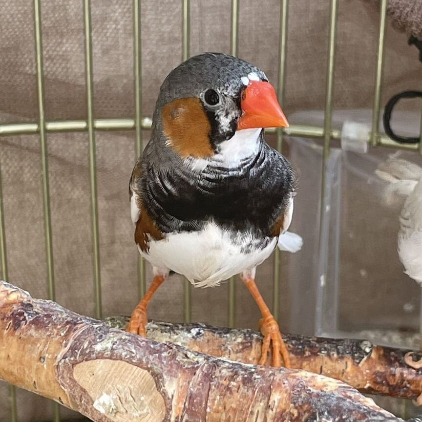 Амадин зебровый