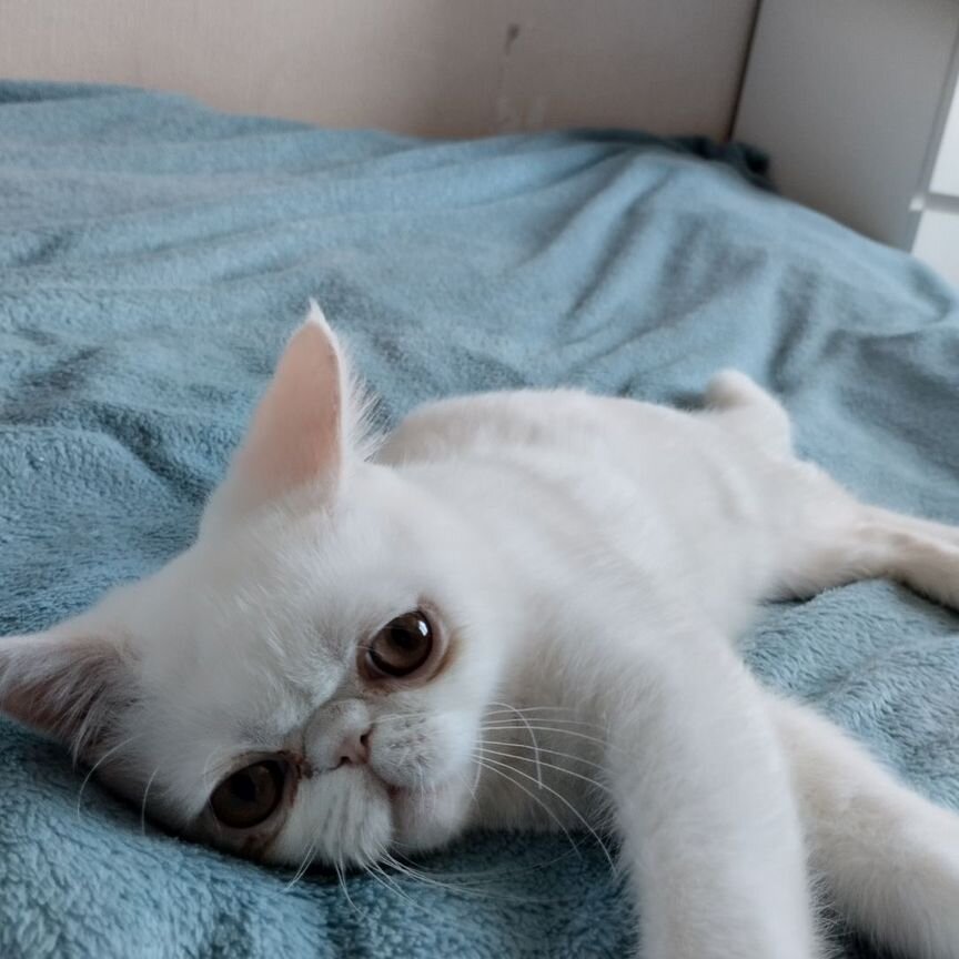 Котик в добрые руки, экзот -американский