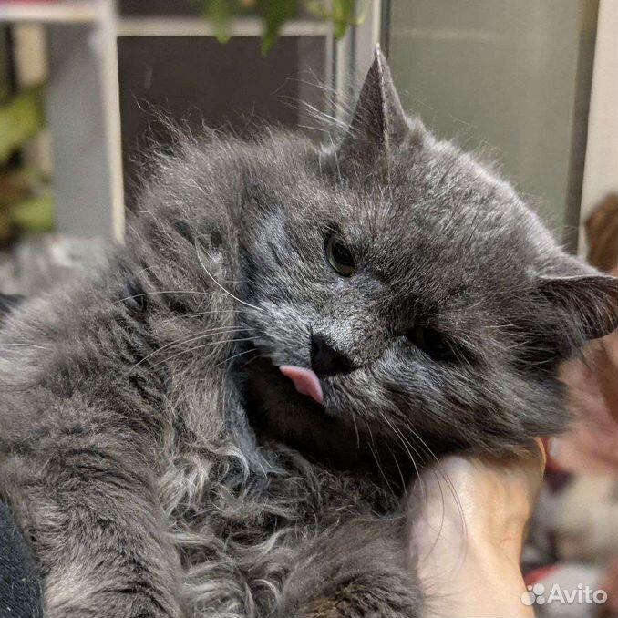 Котик пушистик