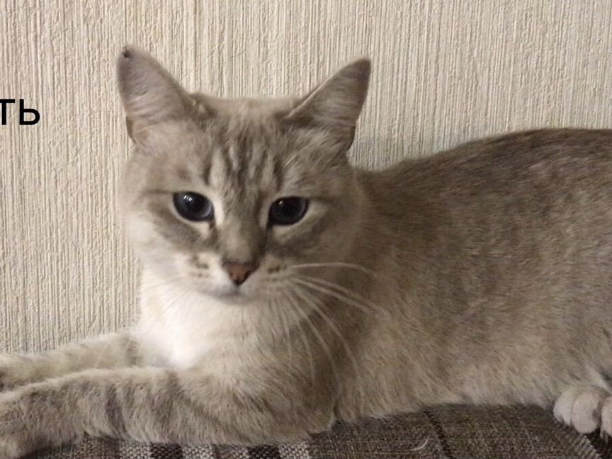 Кошка