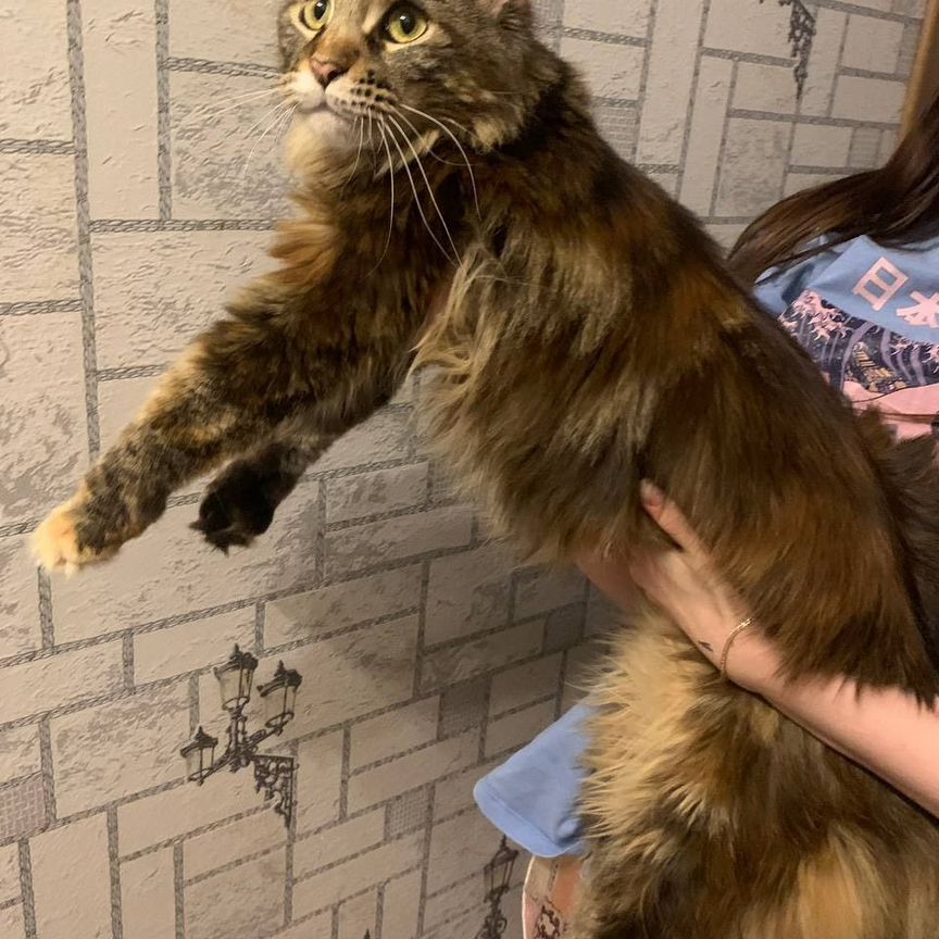 Кошка мейн-кун бесплатно