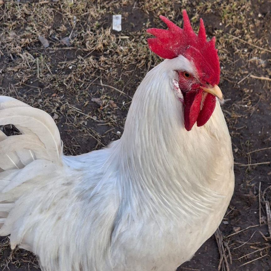 Молодые петухи