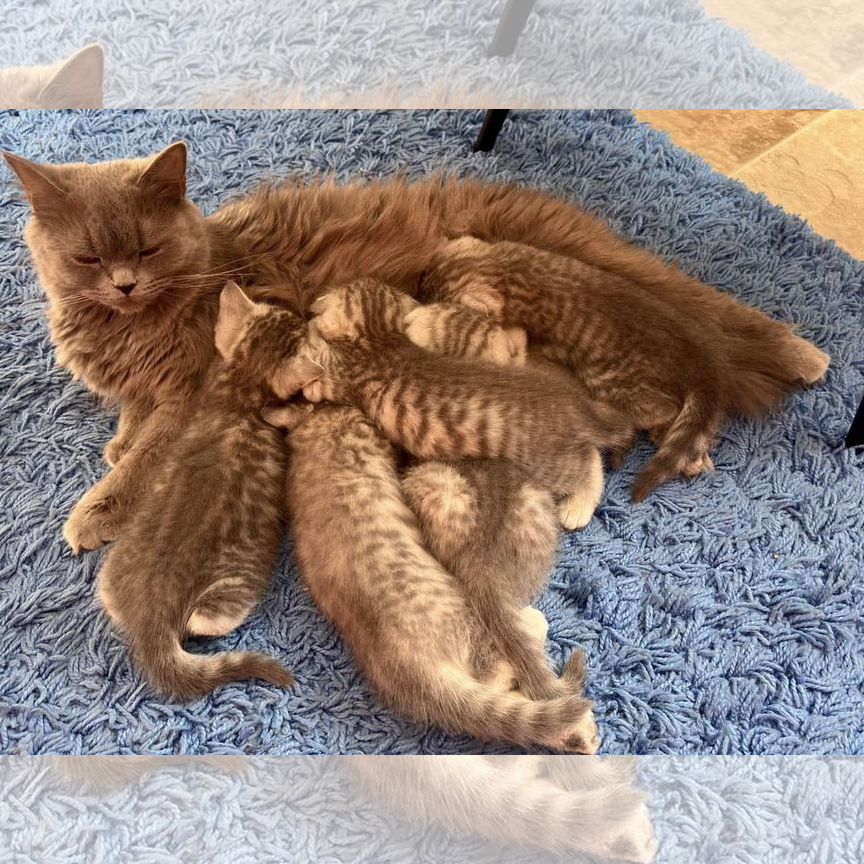 Шотландский вислоухий короткошёрстный котёнок