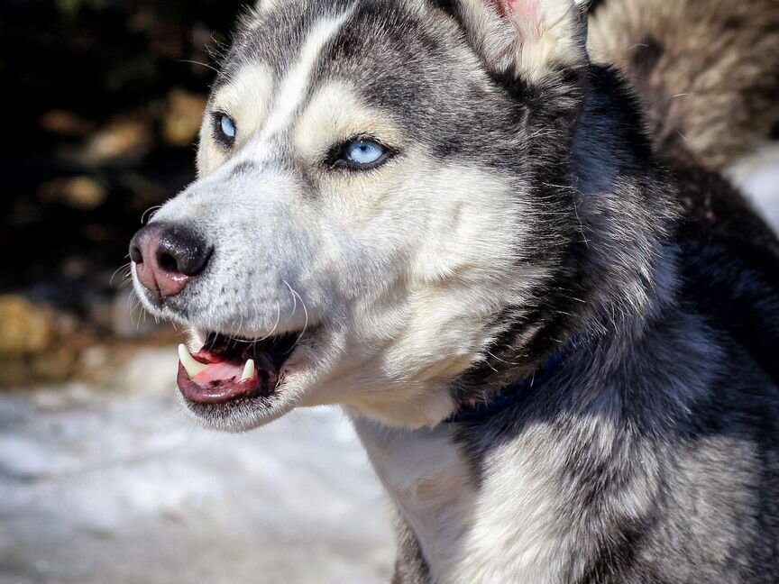 Хаски ищет дом