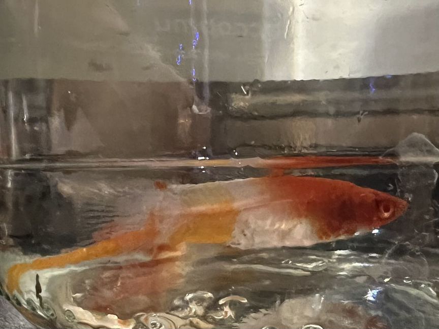 Меченосцы бесплатно