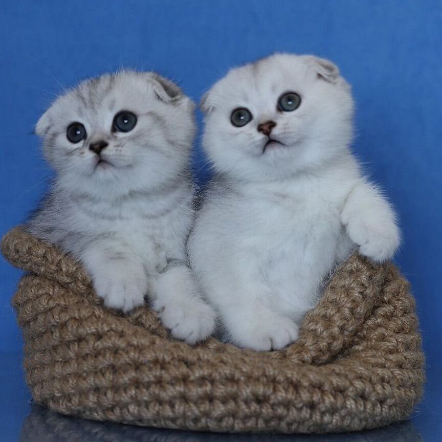 Шотландские вислоухие котята шиншилла