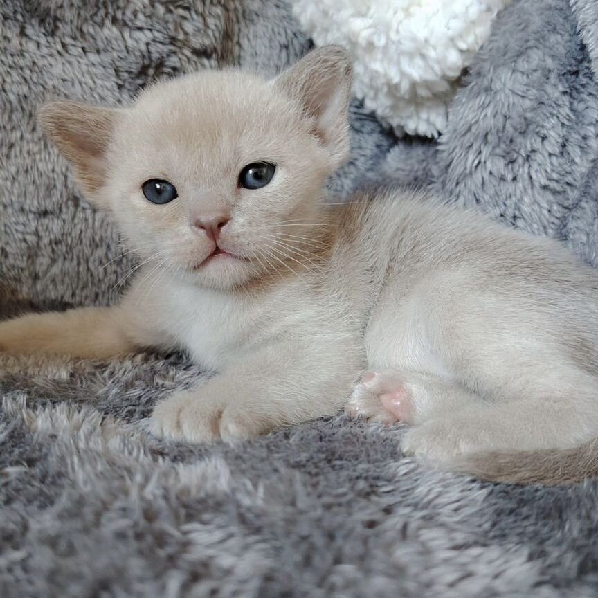 Бурманские котята