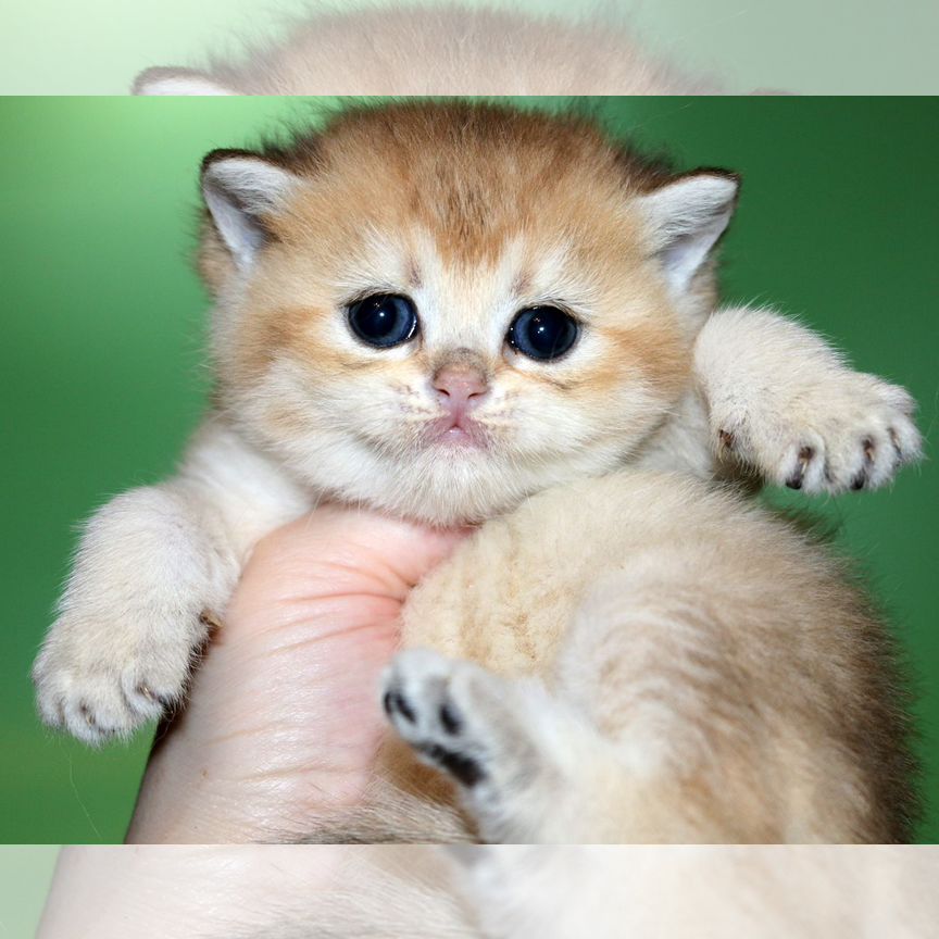 Котятки золотые британчики