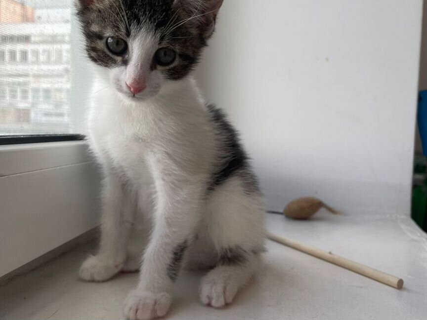 Котёнок мальчик в добрые руки