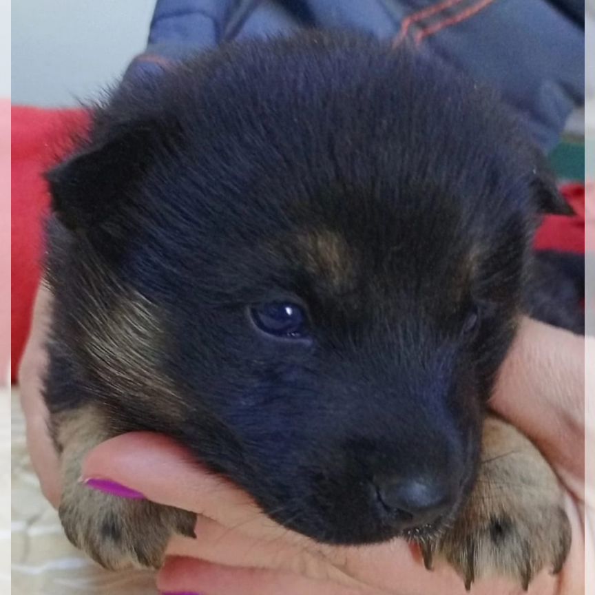 Щенки мальчики от низкорослой собаки в добрые руки