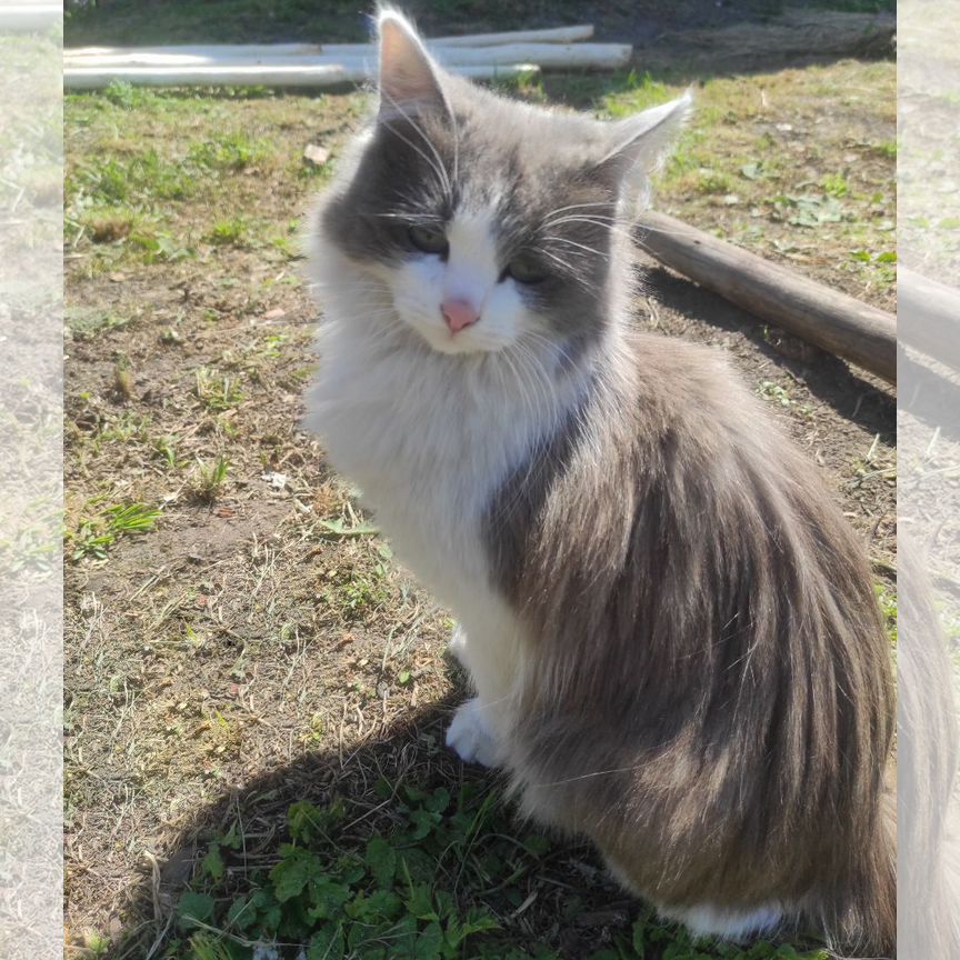 Молодая кошечка в поисках дома