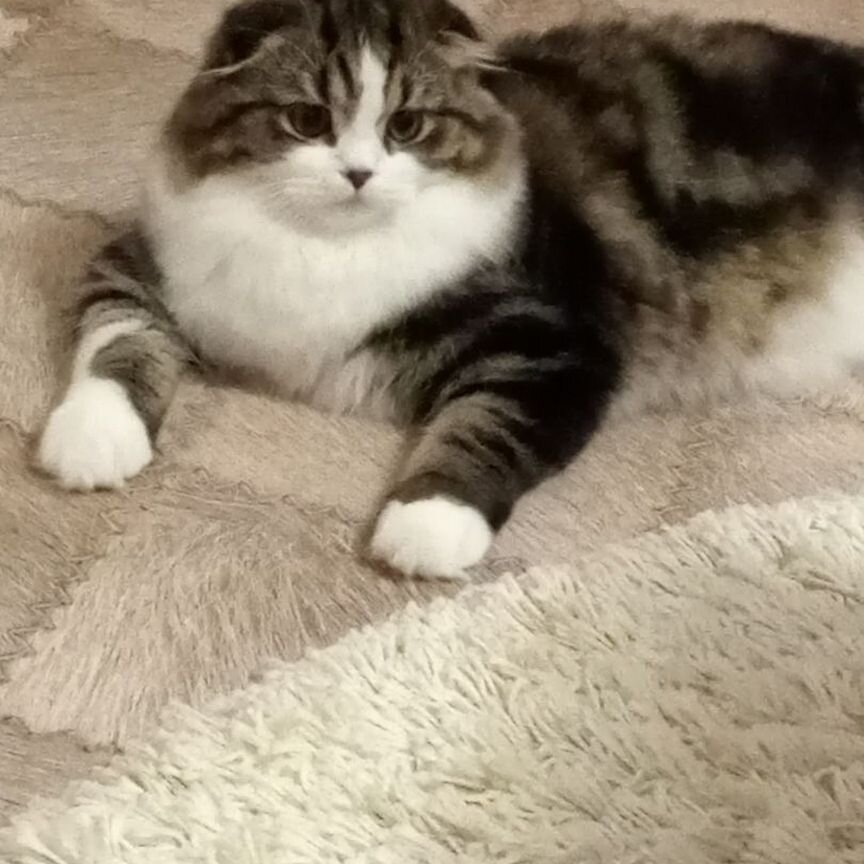 Британский вислоухий кот