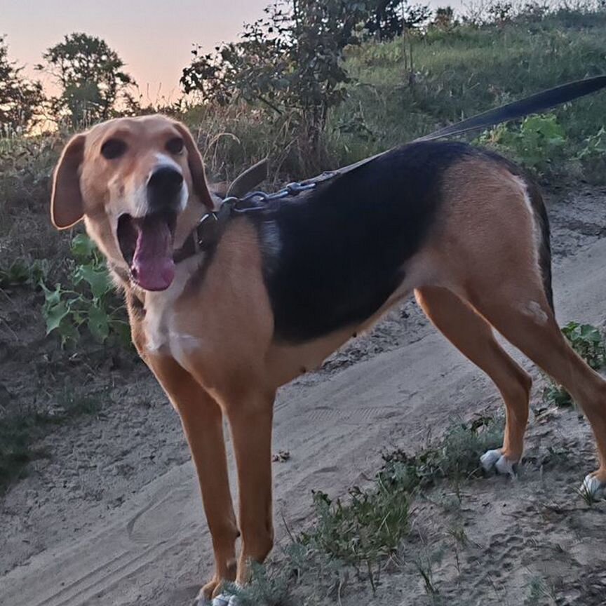 Аренда вольера