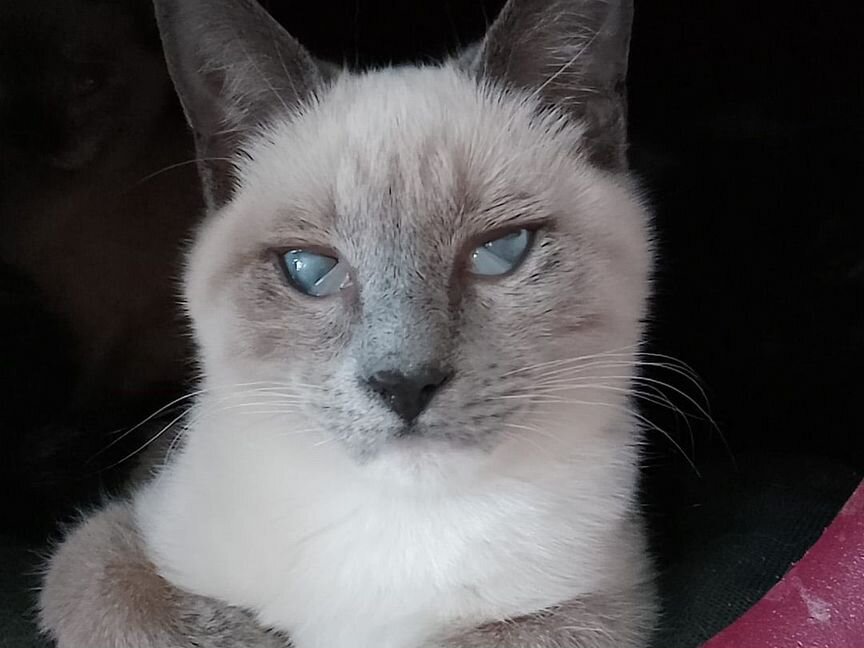 Тайский особенный котенок Фома 6 мес. в дар