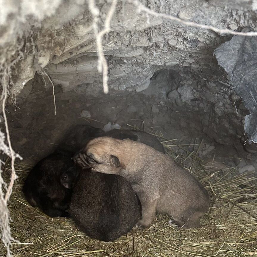 Щенок в добрые руки