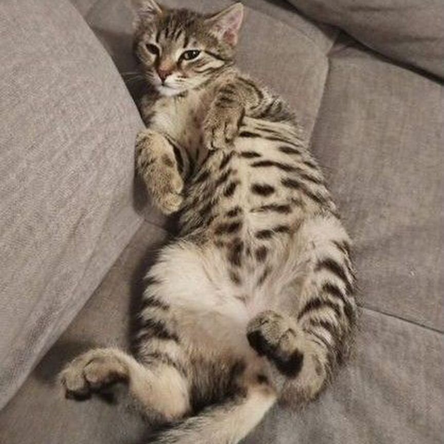 Котенок тигрового окраса