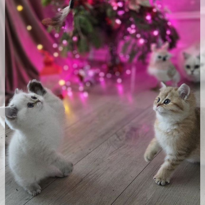 Британский короткошёрстный котёнок