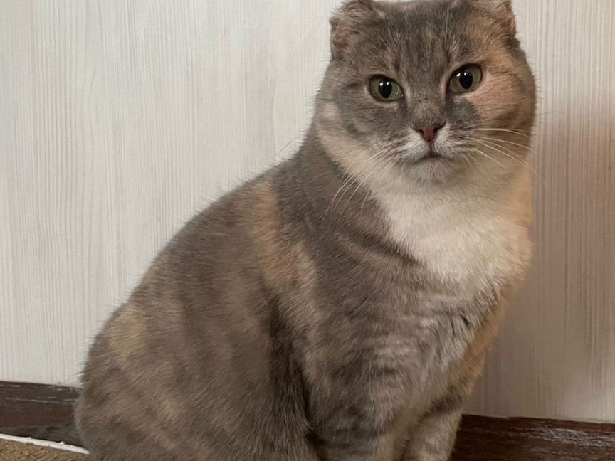 Кошка в дрбрые руки