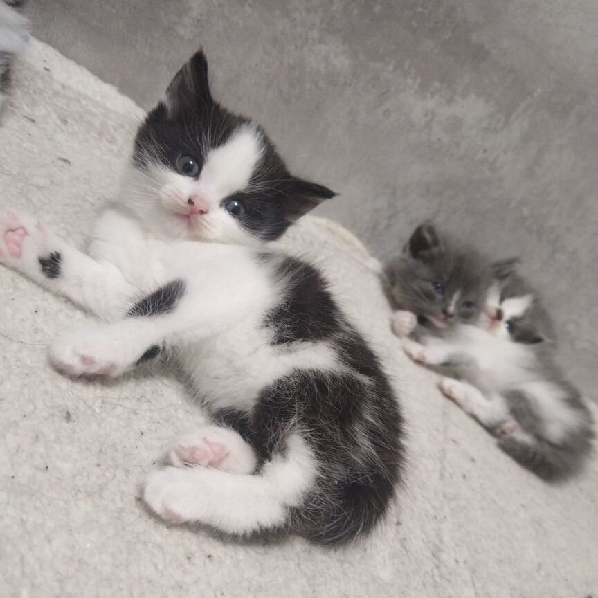 Котёнок в добрые руки