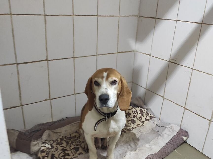 Собака бигль в добрые руки