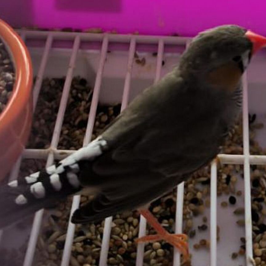 Зебровый амадин