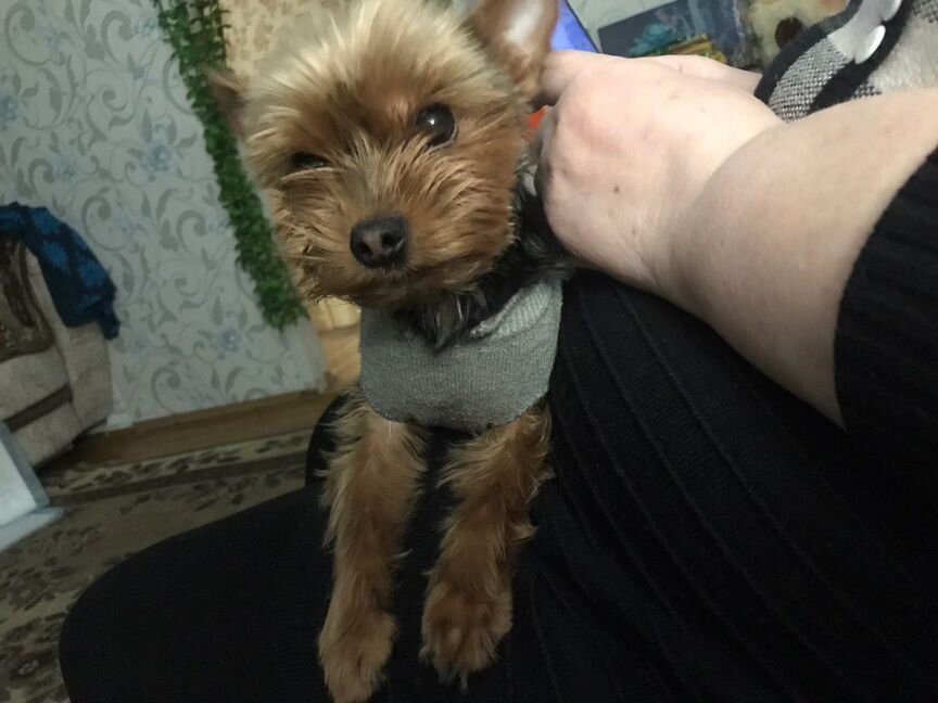 Мини йорк связка