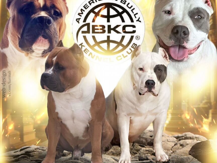 Американский булли