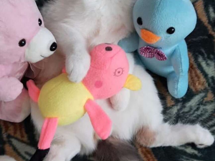 Котенок Тимоха