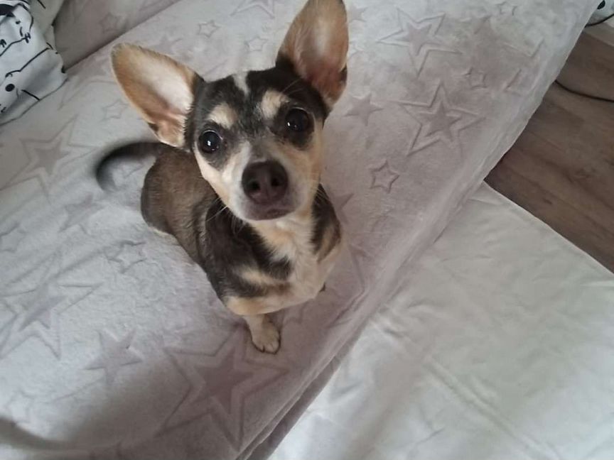 Розочка ищет дом