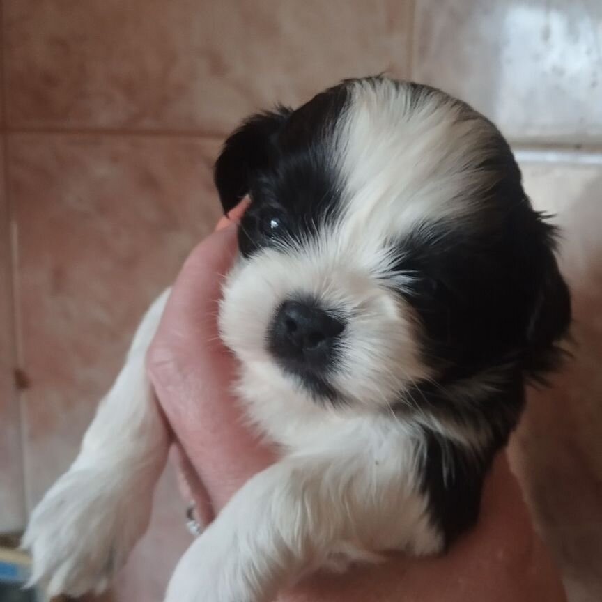 Щи тцу.Щенки.Девочки