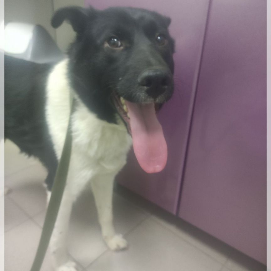 Взрослый пёс в добрые руки