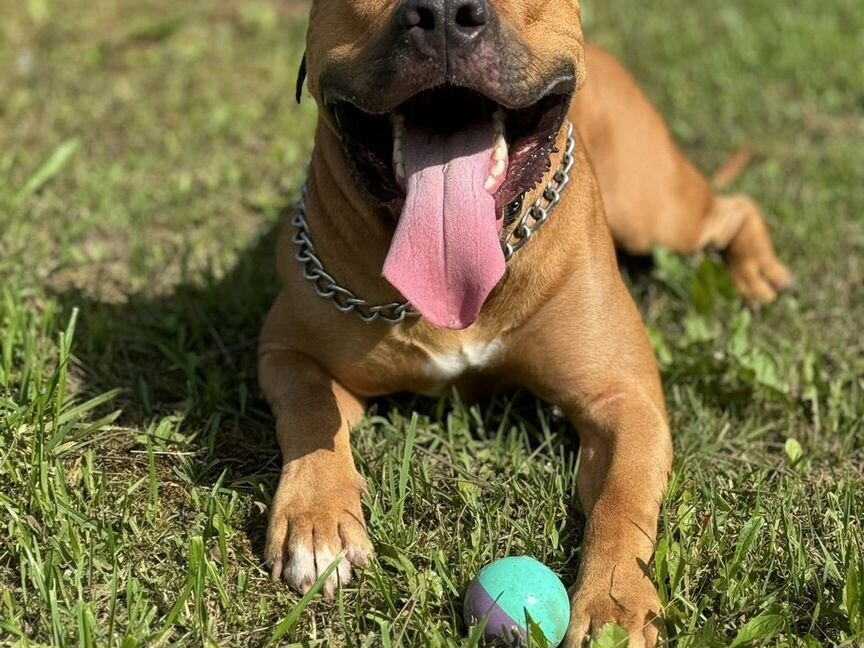 Питбуль- связка