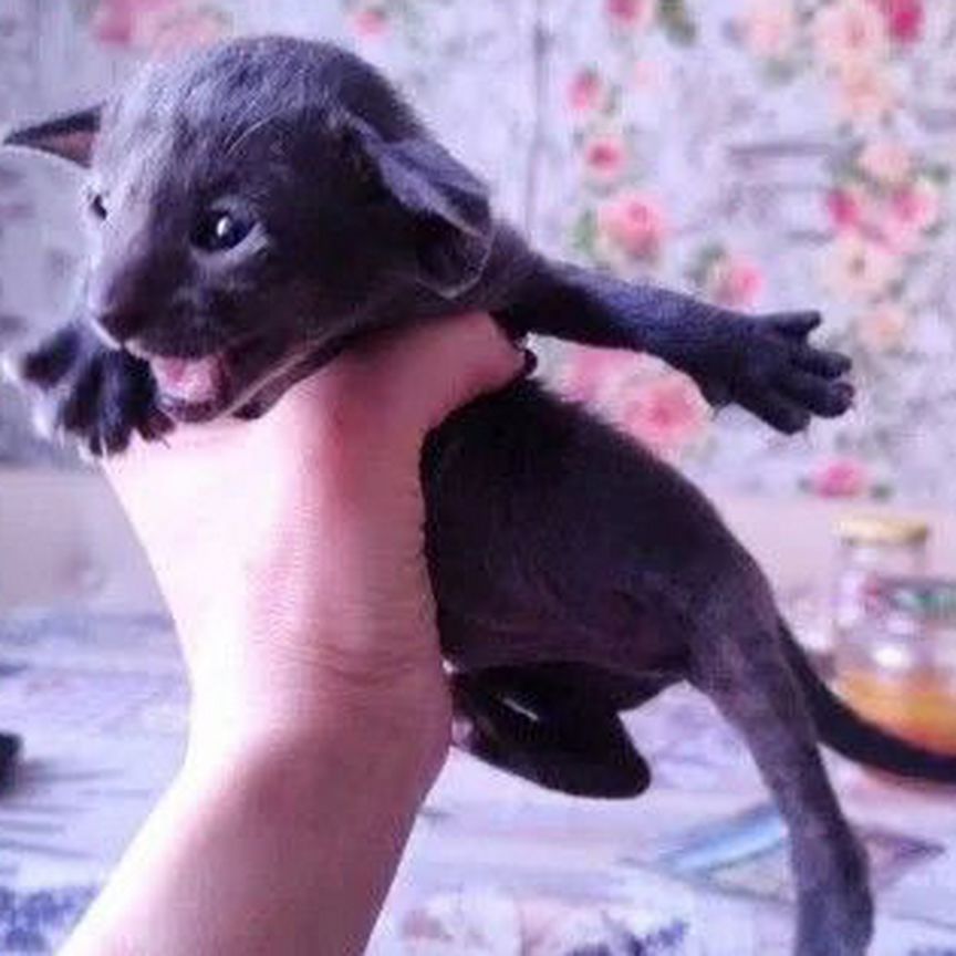 Ориентальный котёнок