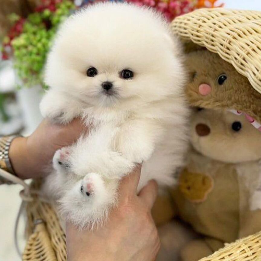 Померанский шпиц, щенок