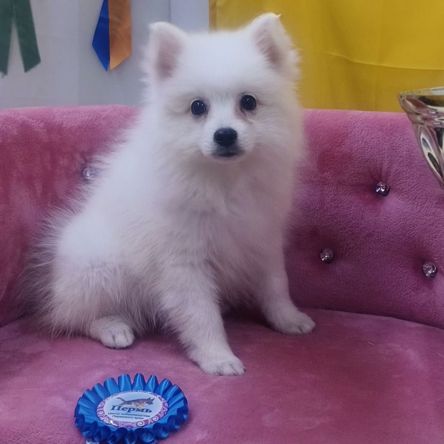 Японский шпиц, щенок