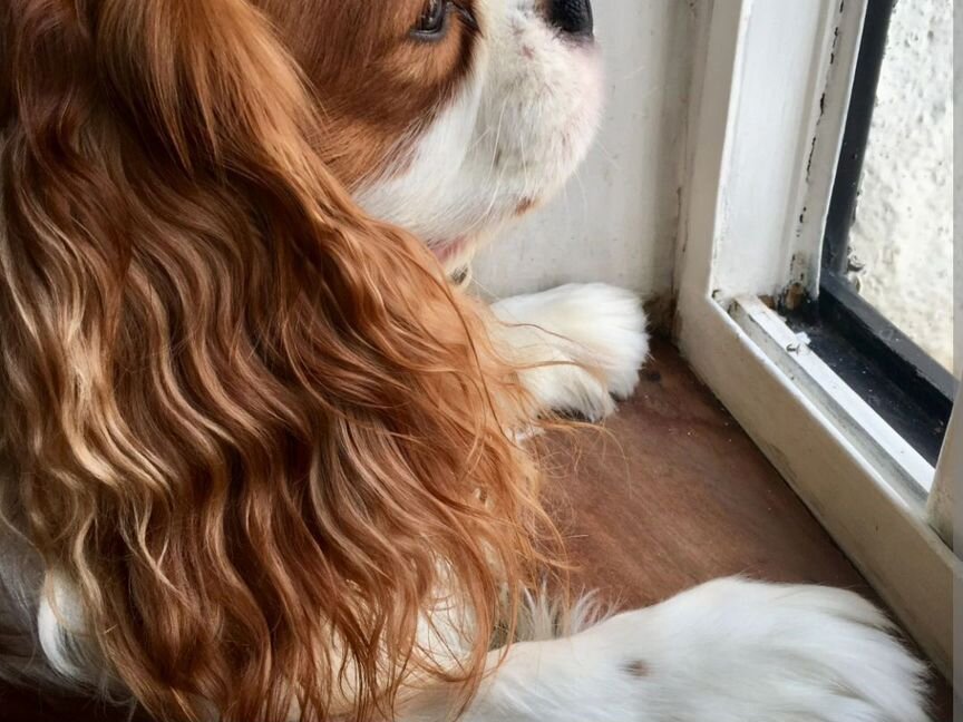 Кинг чарльз спаниель щенки