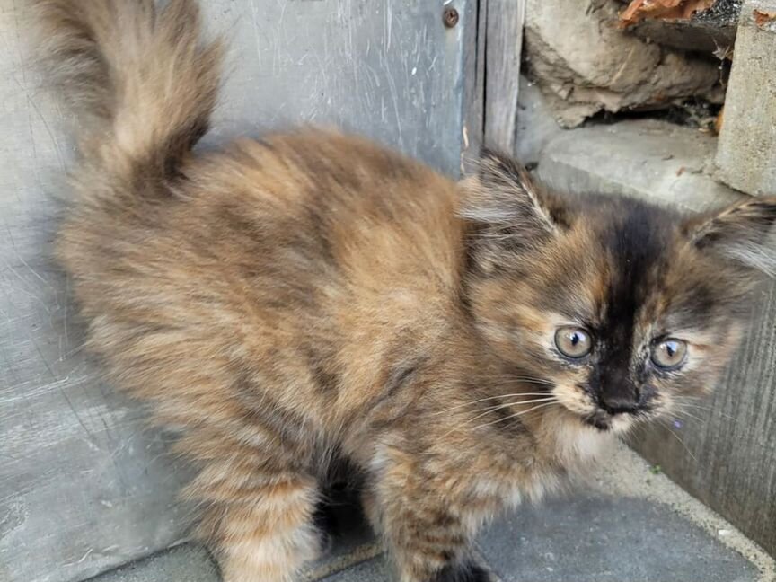 Котеночка в самые добрые руки