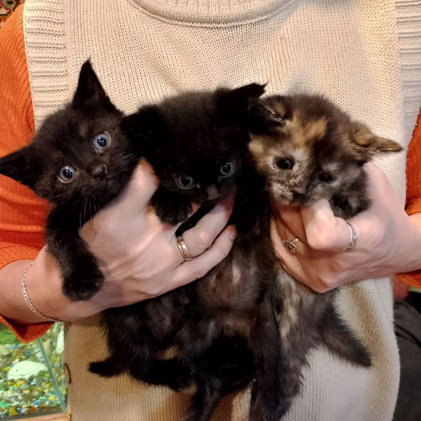 Отдам котенка в добрые руки