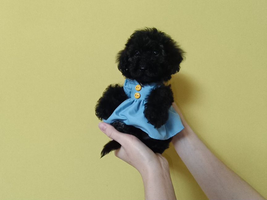 Мальтипу F1 мини крошка